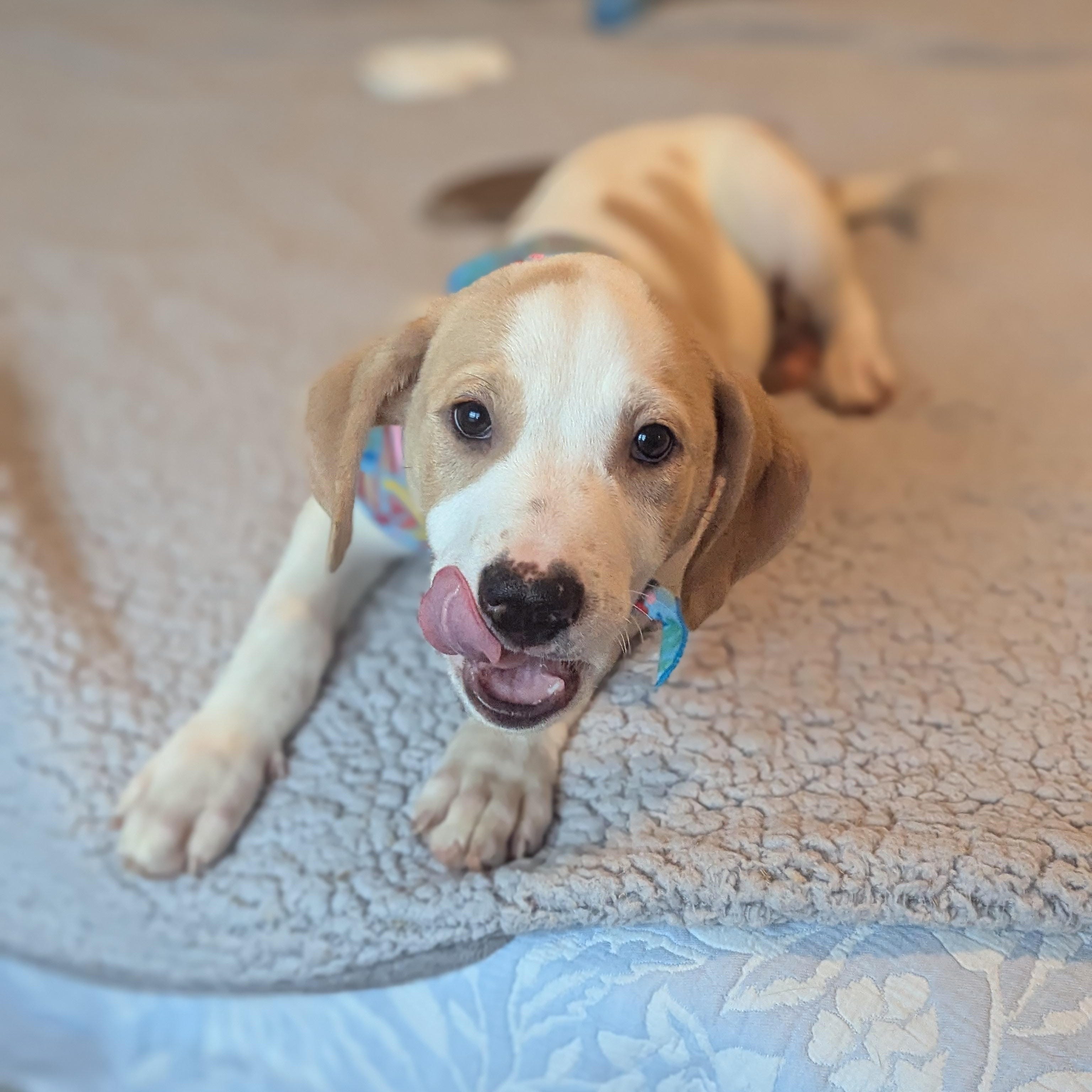 Adopt Scout Today - Find Paw Pal