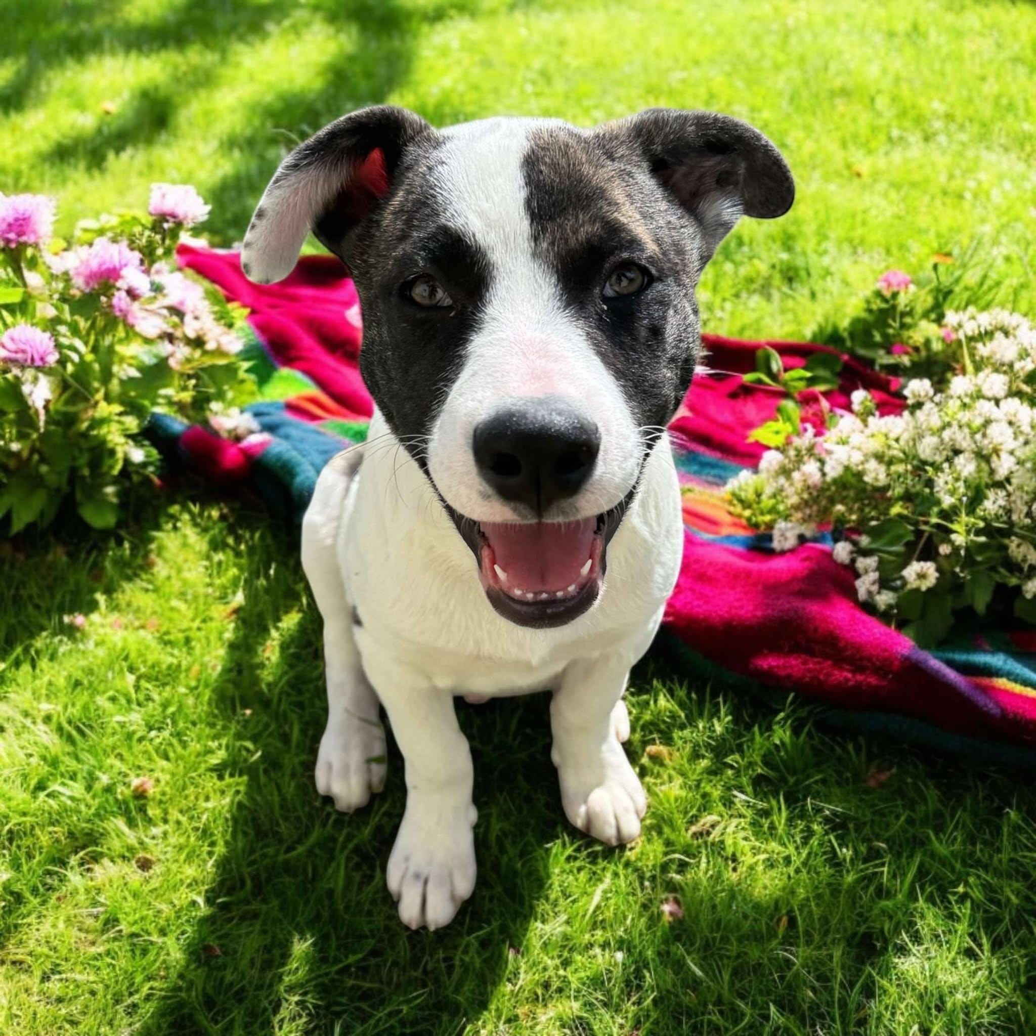 Adopt Baxter Today - Find Paw Pal
