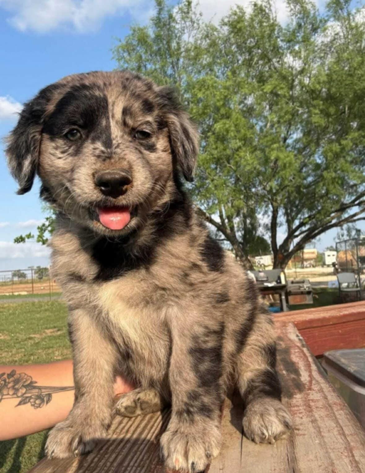 Adopt Burk Today - Pets TheCountyOffice