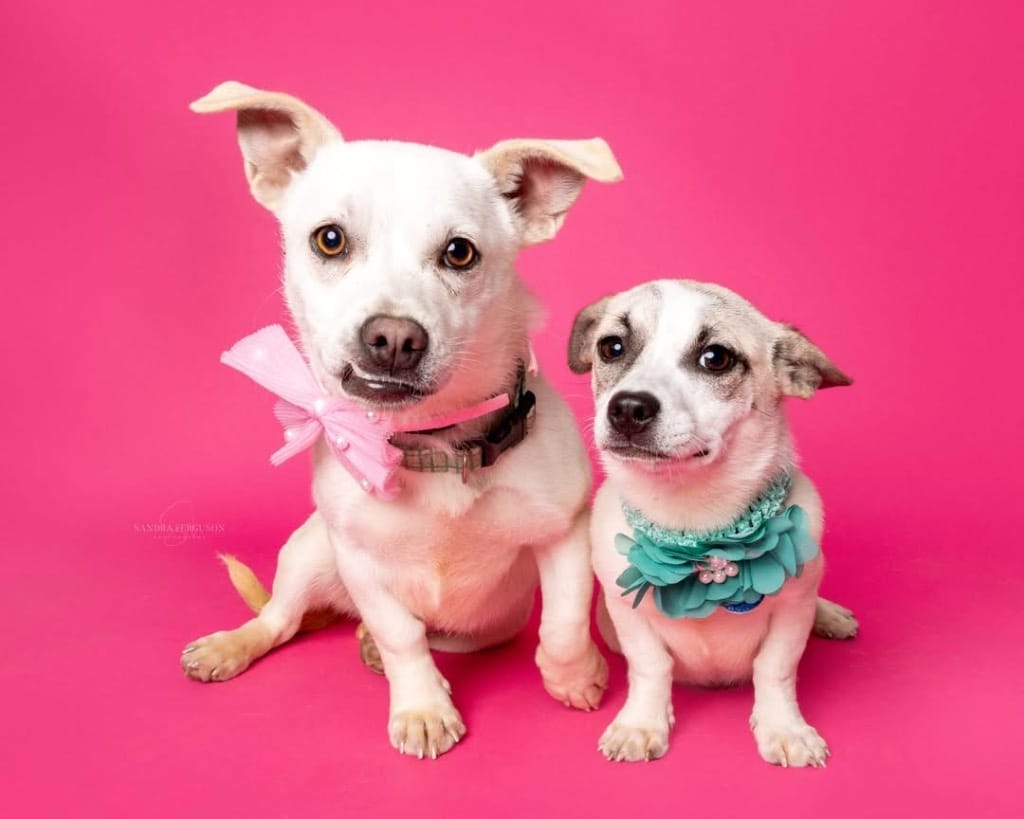 Adopt Avril Today - Find Paw Pal