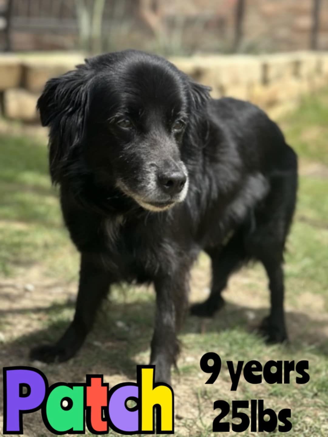 Adopt PATCH Today - Pets TheCountyOffice