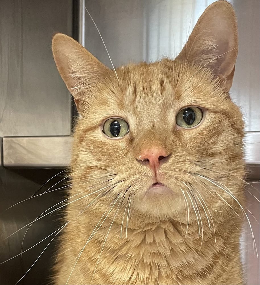 Adopt Angelo Today - Find Paw Pal