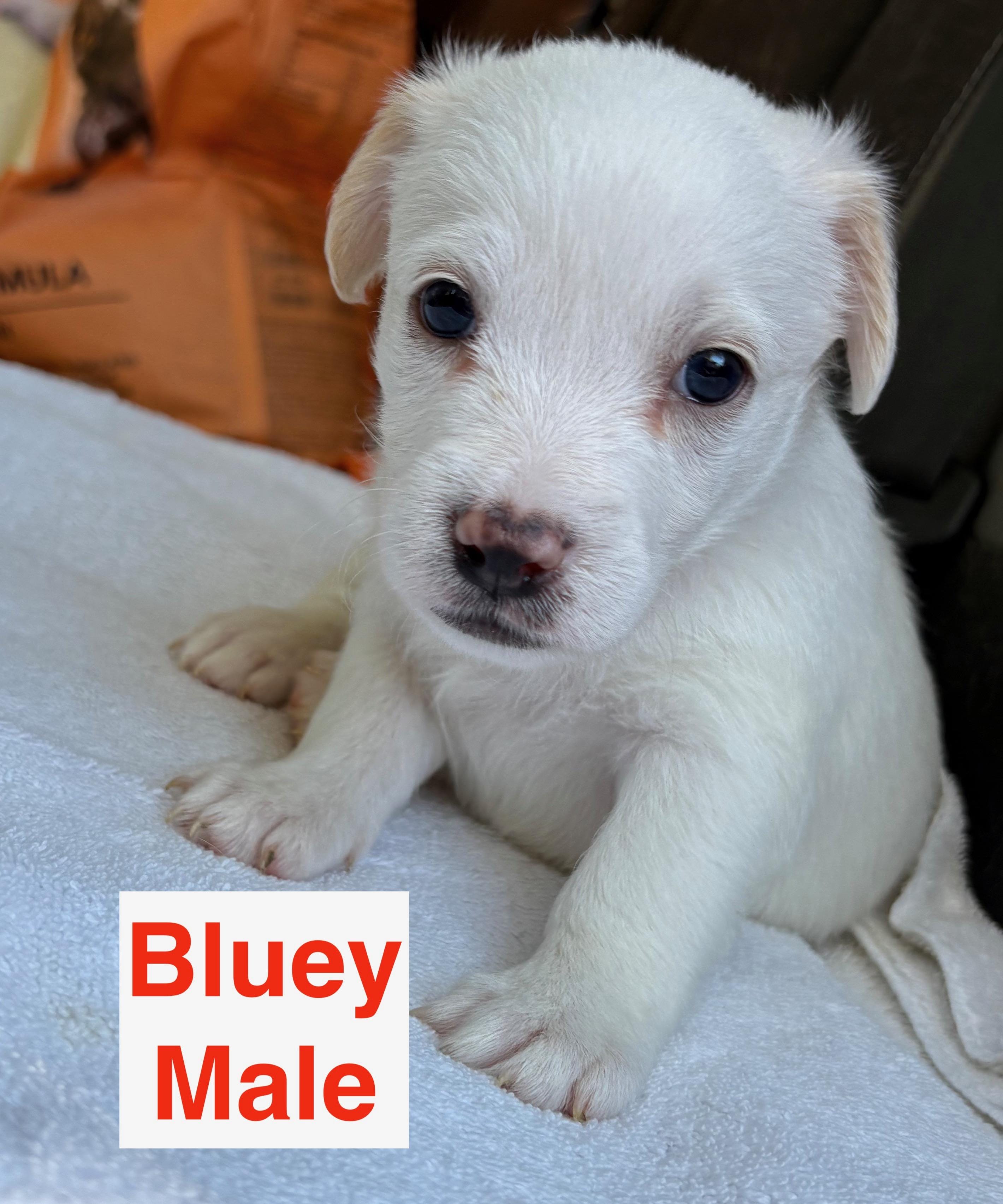 Adopt Bluey updated PICture - Today - Pets TheCountyOffice