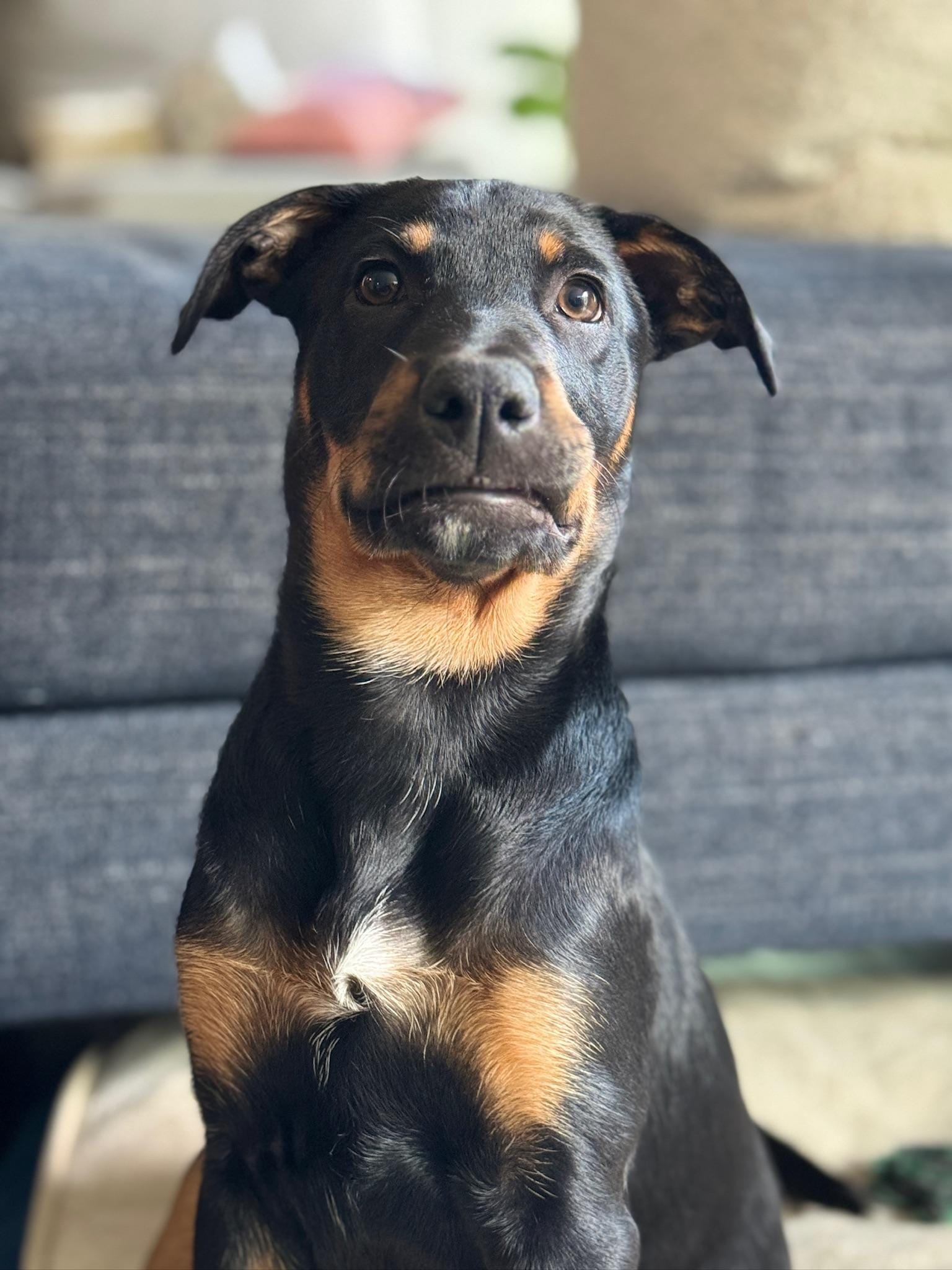 Adopt Rick (The White Lotus litter) Today - Pets TheCountyOffice