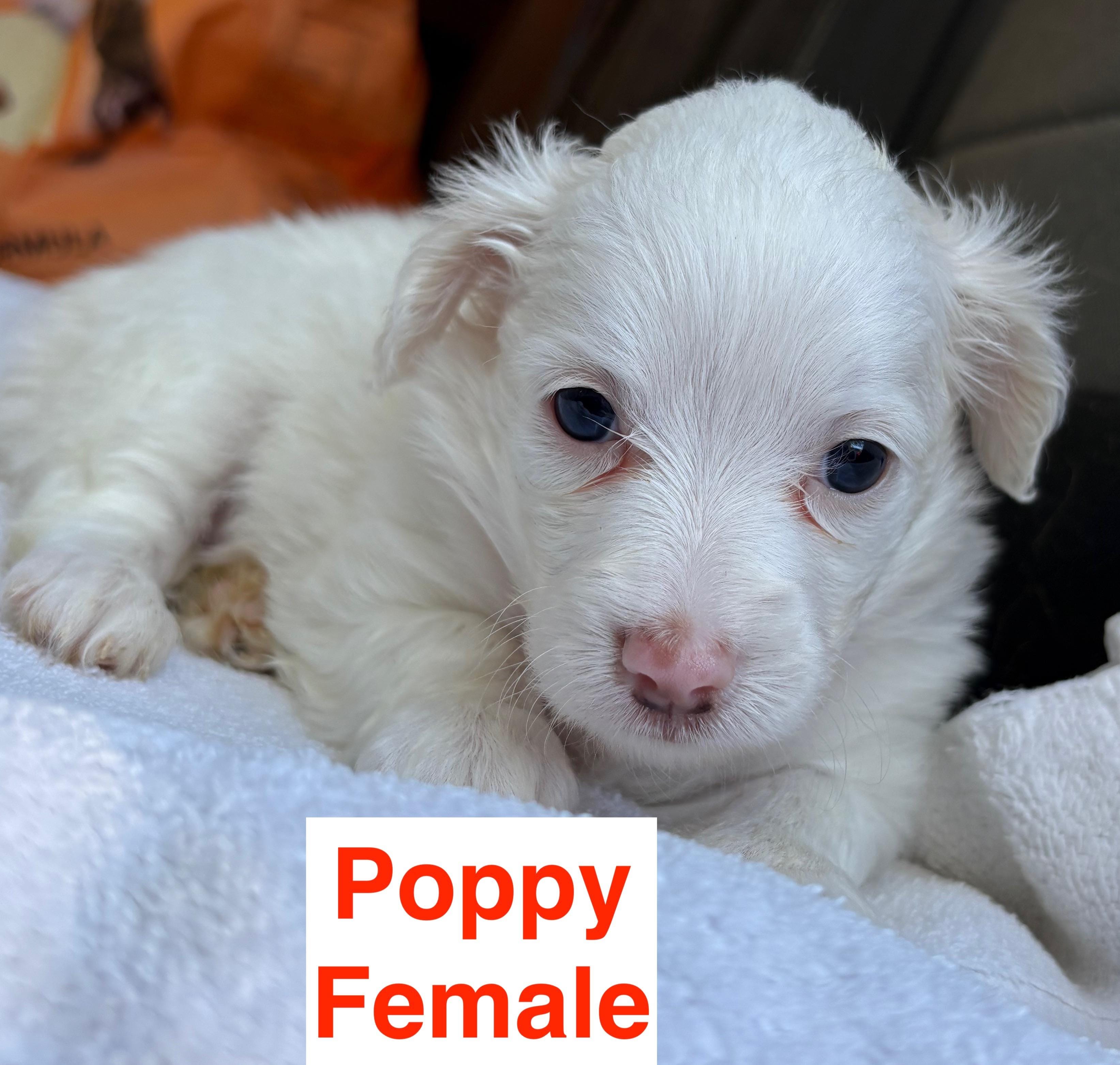 Adopt POPPY - UPDATED PIC Today - Find Paw Pal