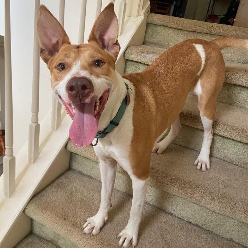 Adopt Thomas the Lover Boy Today - Pets TheCountyOffice