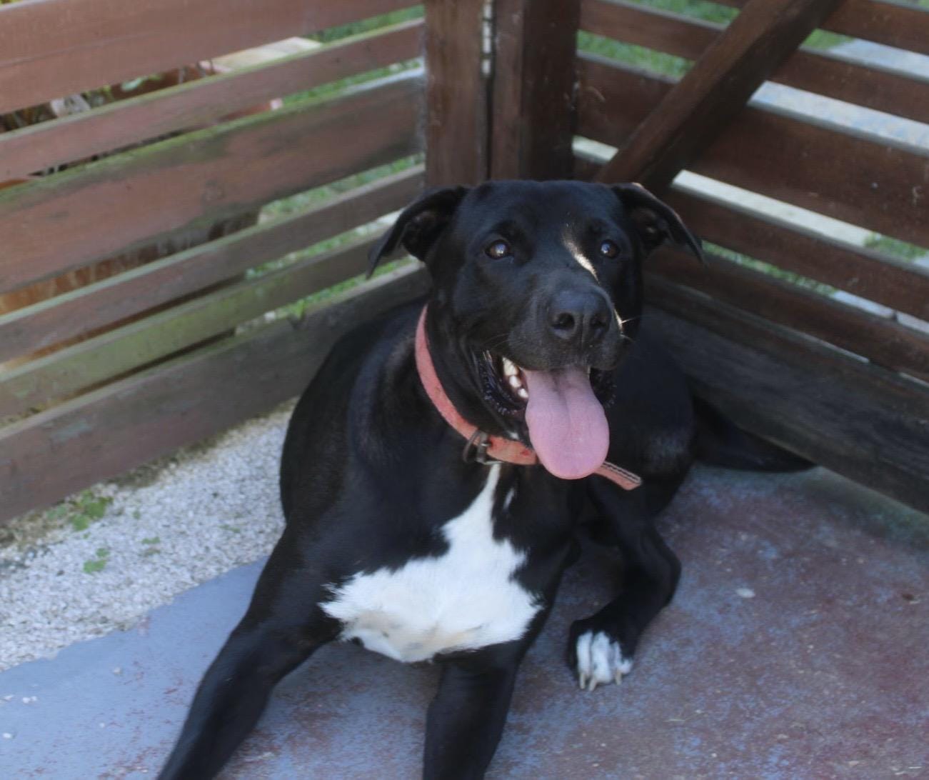 Adopt Tommy the Love Bug Today - Find Paw Pal