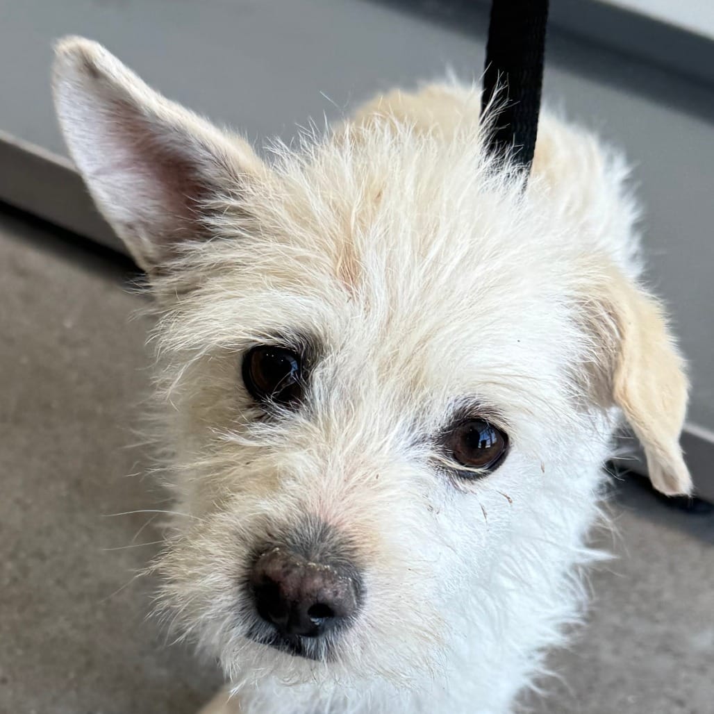 Adopt 93423 Today - Pets TheCountyOffice