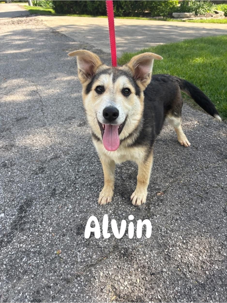 Adopt Alvin (The 3 Chipmunks 1) Today - Pets TheCountyOffice