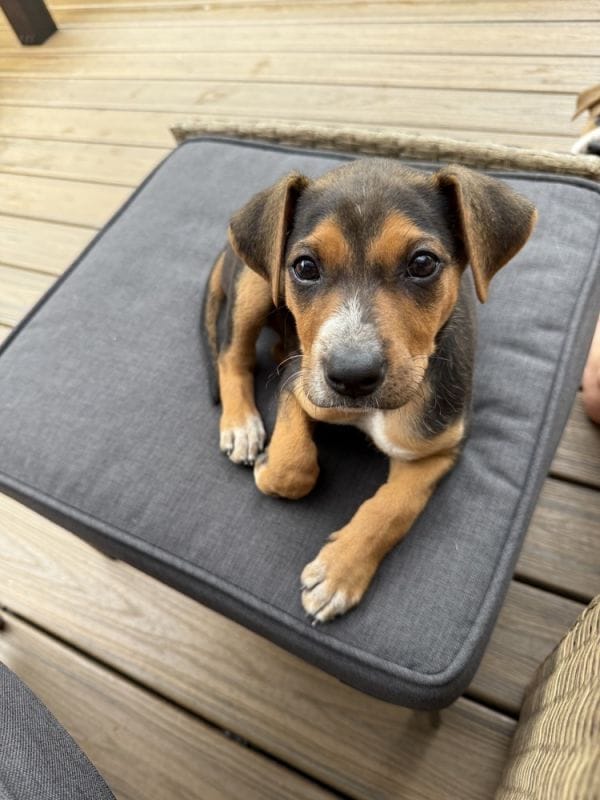 Adopt Chuck Yeager Today - Find Paw Pal