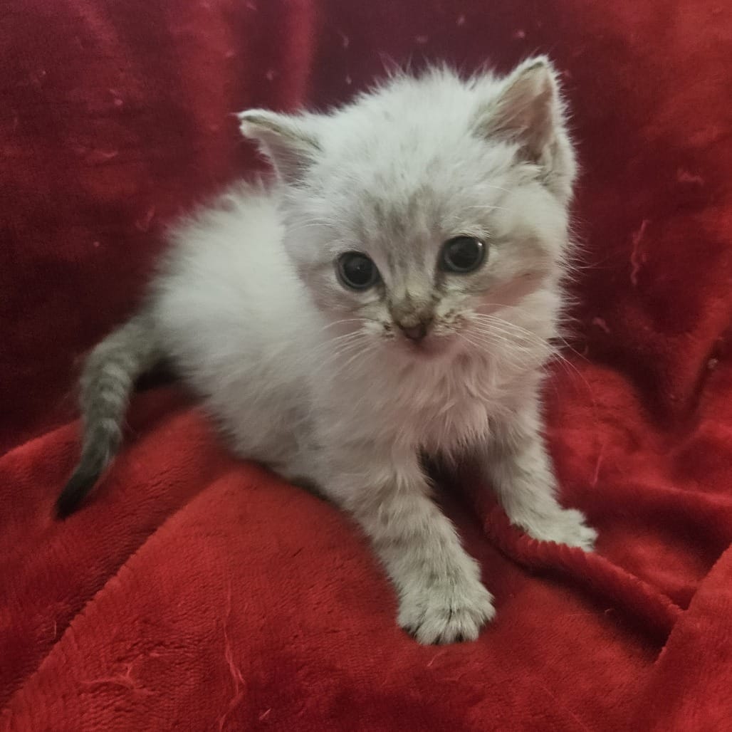 Adopt Mouse Today - Pets TheCountyOffice