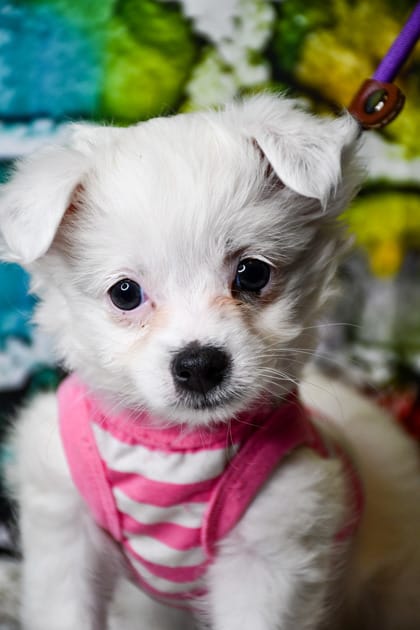Adopt Snickerdoodle Today - Pets TheCountyOffice