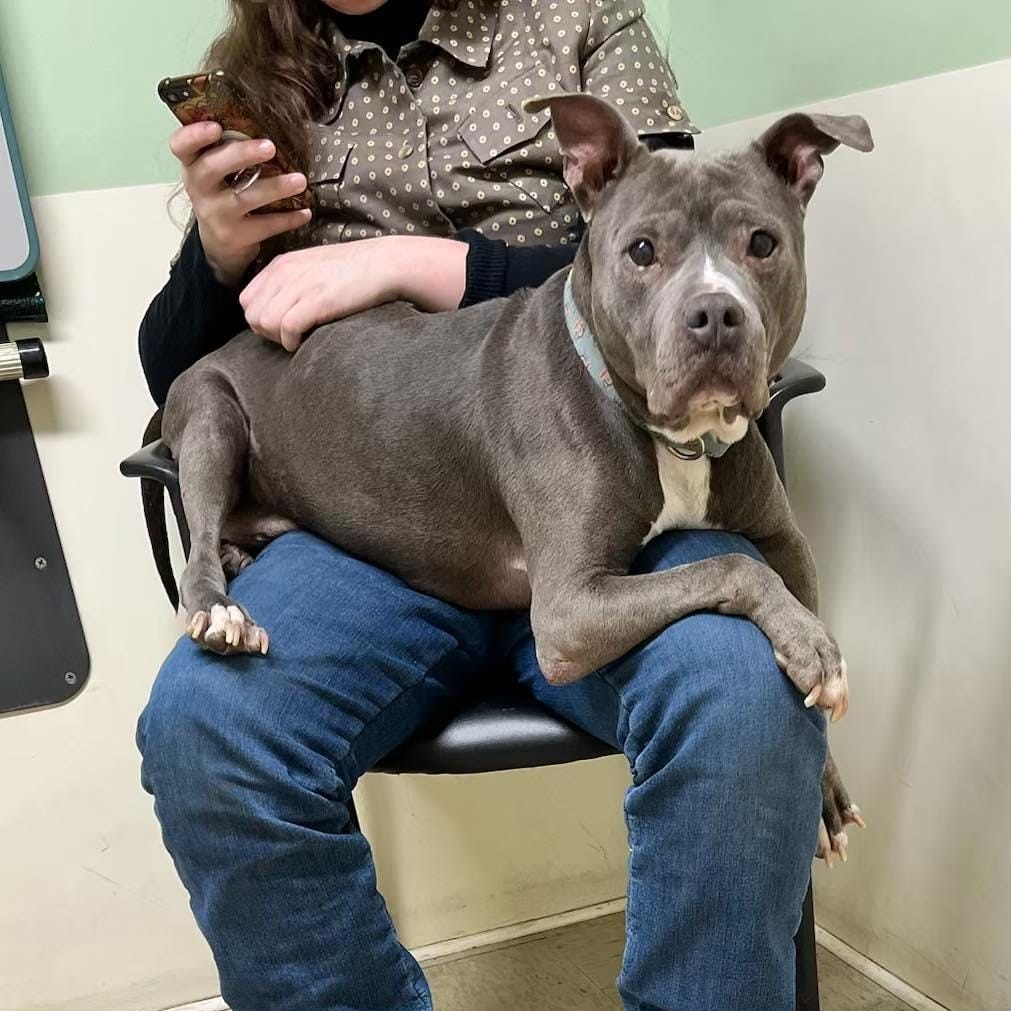 Adopt Sweet Georgia Ivy Today - Find Paw Pal