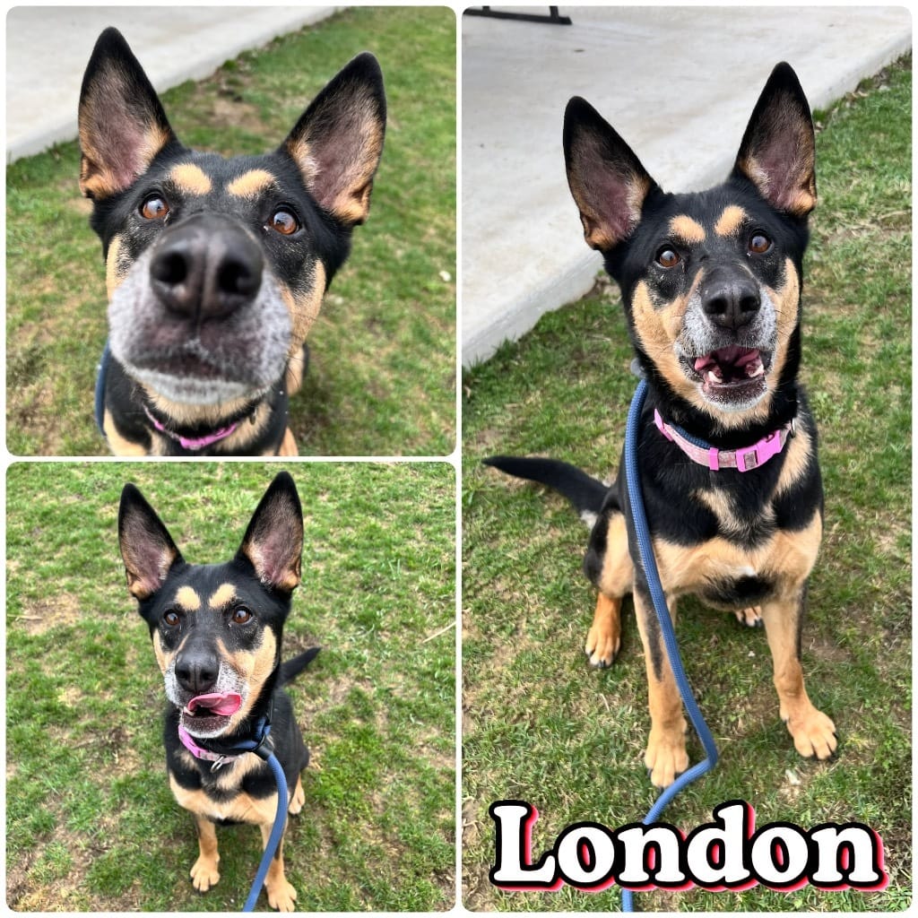 Adopt London Today - Pets TheCountyOffice