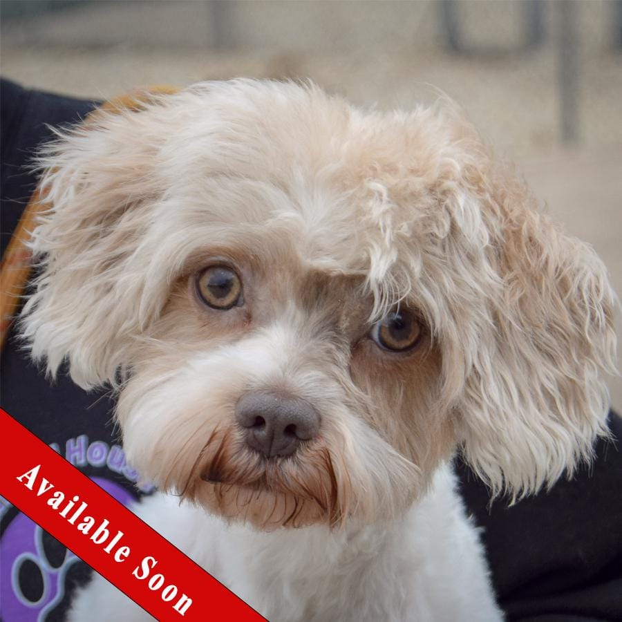 Adopt Noodle Today - Pets TheCountyOffice