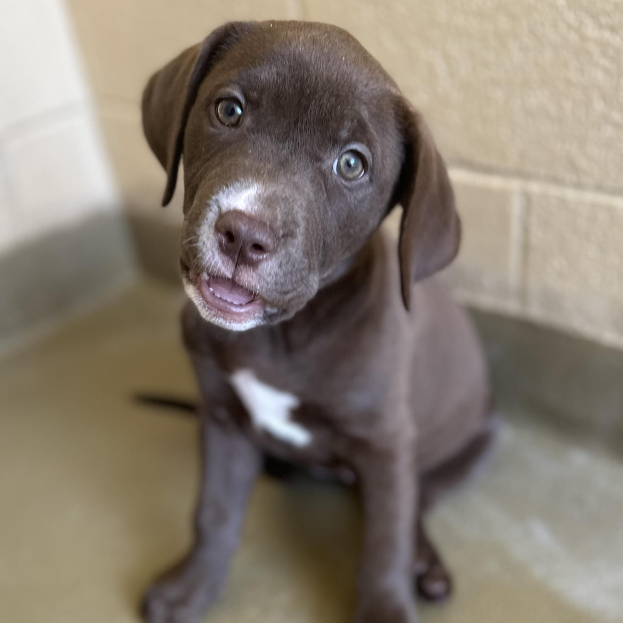 Adopt Pebbles Today - Find Paw Pal