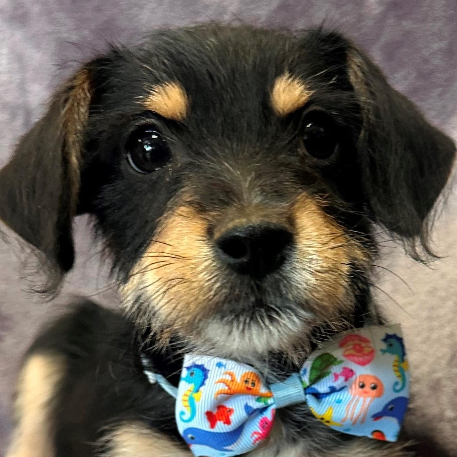 Adopt Cooper Today - Pets TheCountyOffice