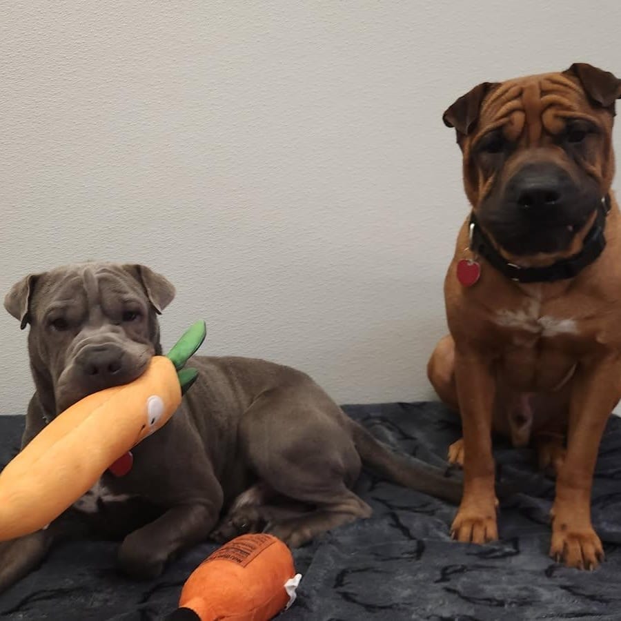 Adopt Boss and Rome (Bonded Pair) Today - Find Paw Pal