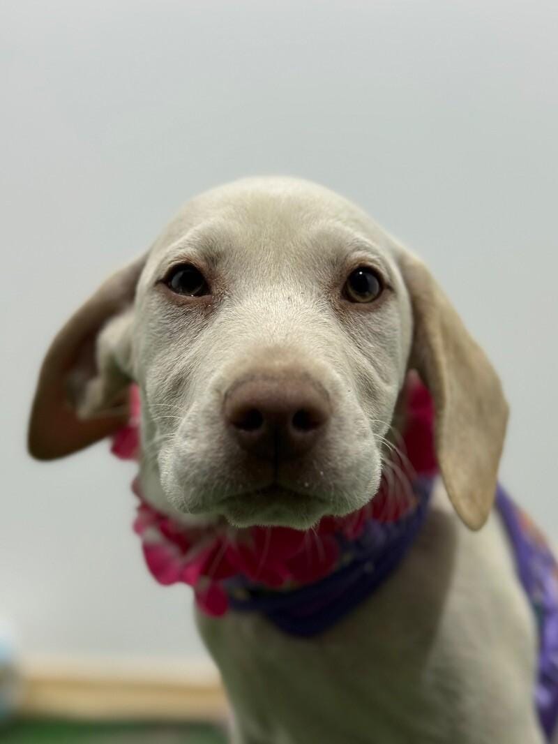 Adopt Nova Ranger Today - Pets TheCountyOffice