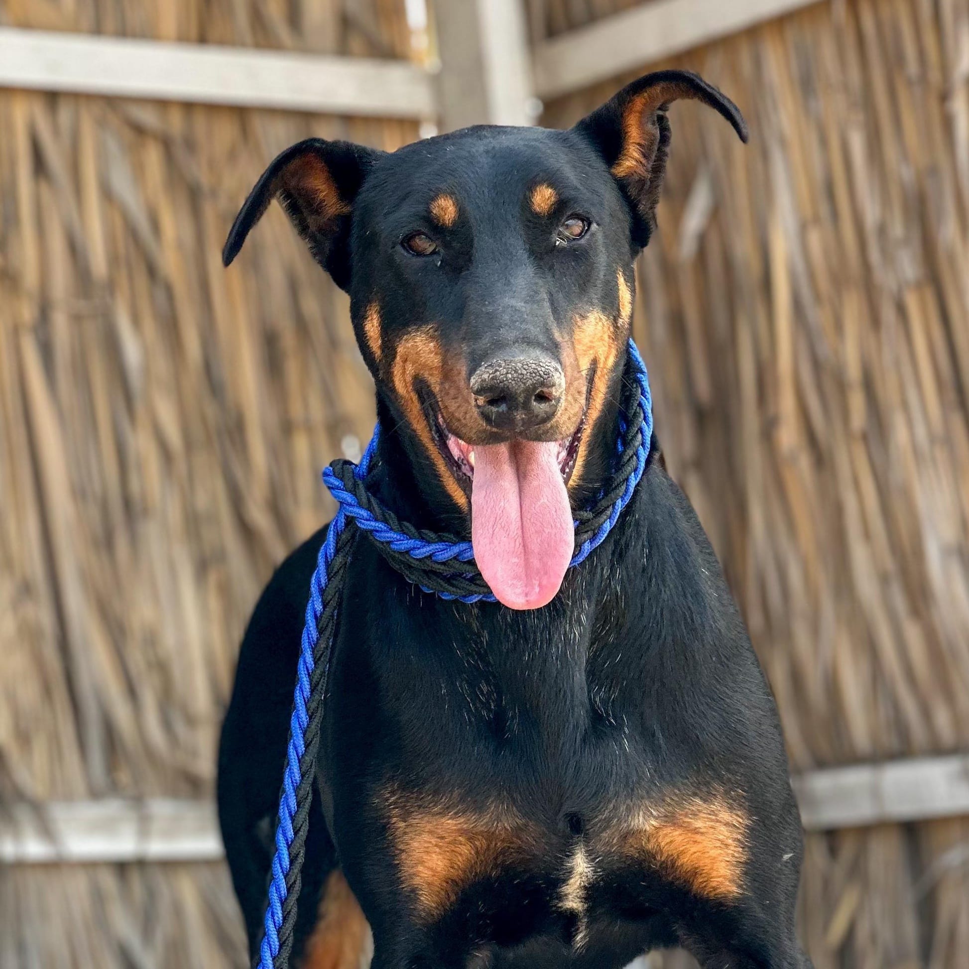 Adopt Dashing DUKE from Azerbaijan Today - Find Paw Pal