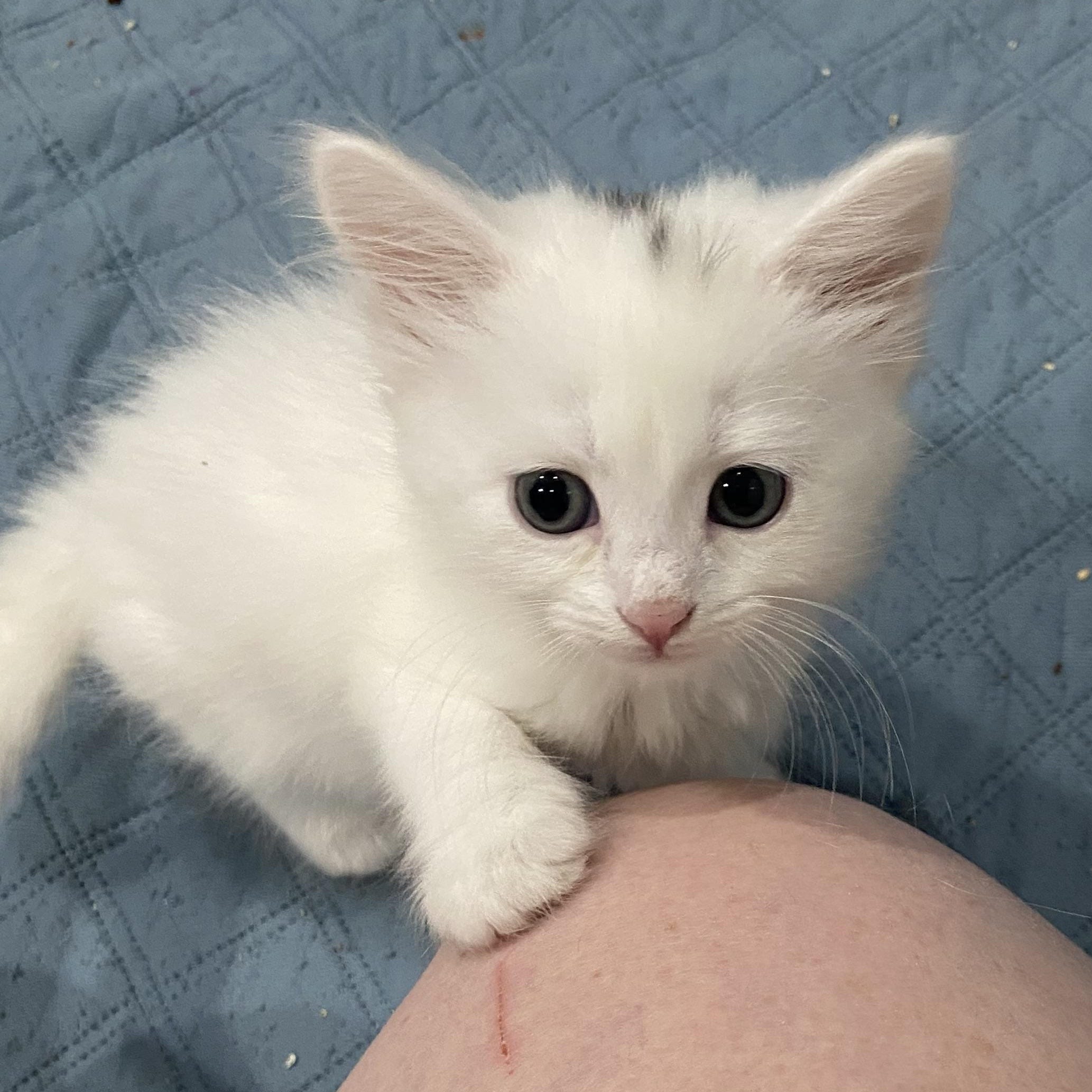 Adopt Fliufy white litter Today - Pets TheCountyOffice
