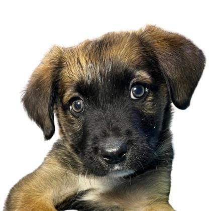 Adopt Widget Today - Pets TheCountyOffice