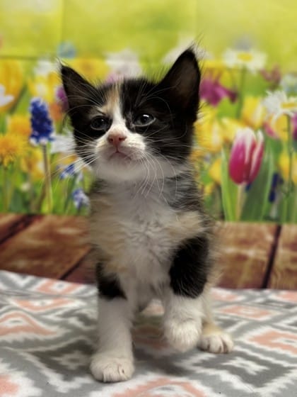 Adopt Dasani Today - Pets TheCountyOffice