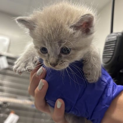 Adopt Fish Today - Pets TheCountyOffice