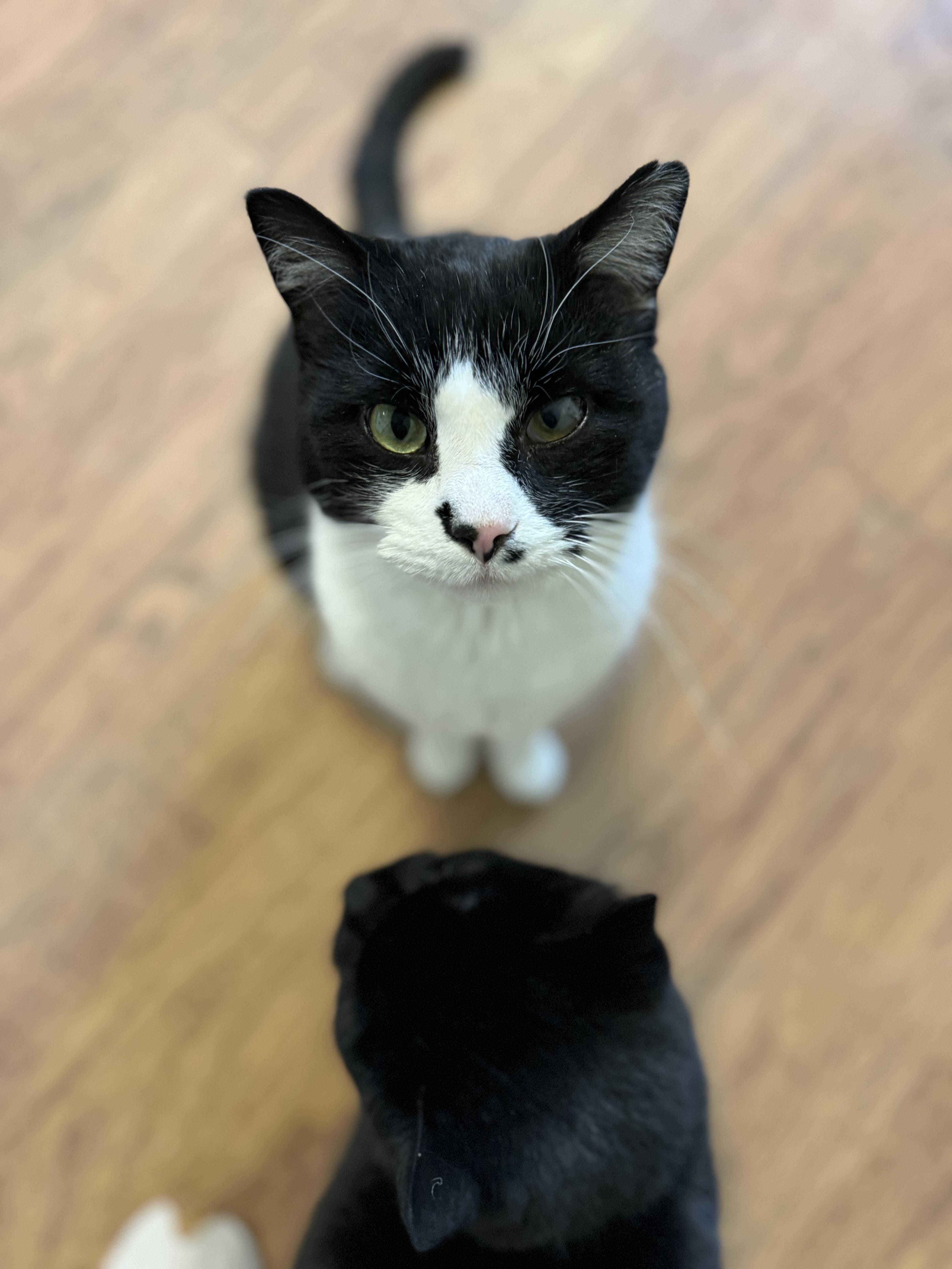 Adopt Fluff Puff - Bonded with Blackberry (SPONSORED) Today - Pets ...