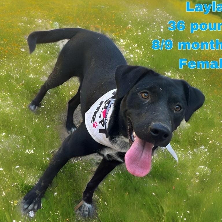 Adopt Layla Today - Pets TheCountyOffice