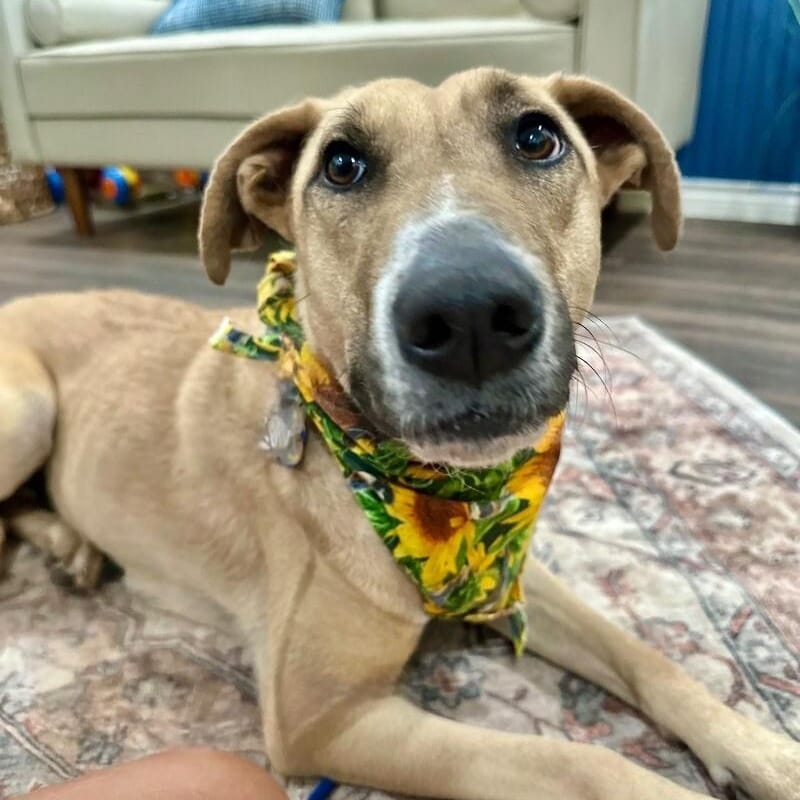 Adopt Willow the wonderful little lady Today - Find Paw Pal