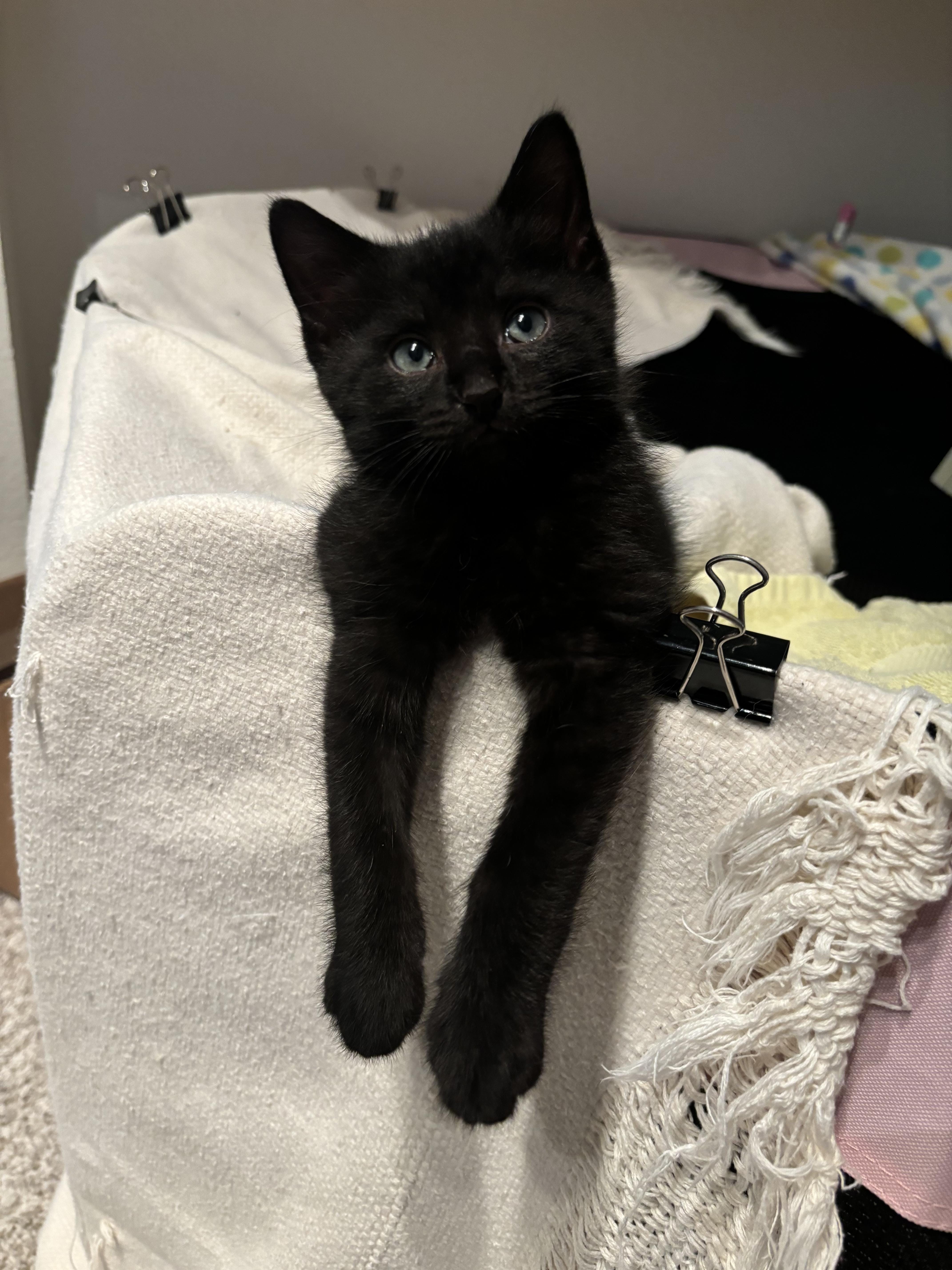 Adopt Sweetest chocolate desserts! Meet Obsidian & Samson! Today - Find ...