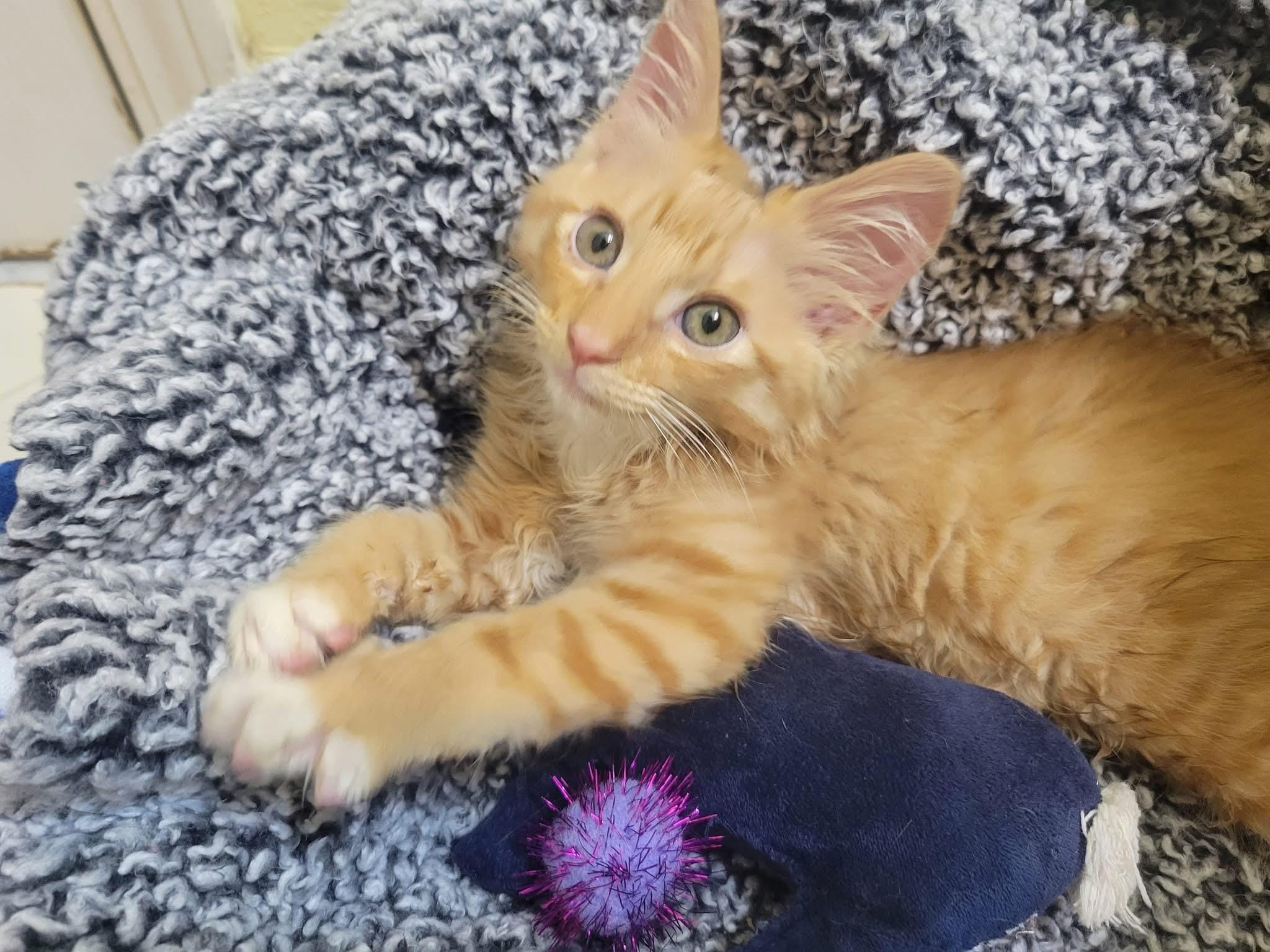 Adopt Cinco Bean Today - Find Paw Pal