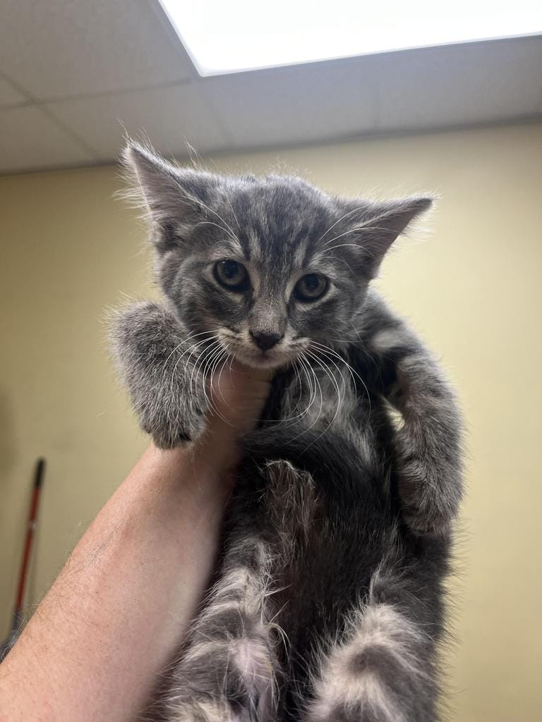 Adopt Diet Coke Today - Find Paw Pal