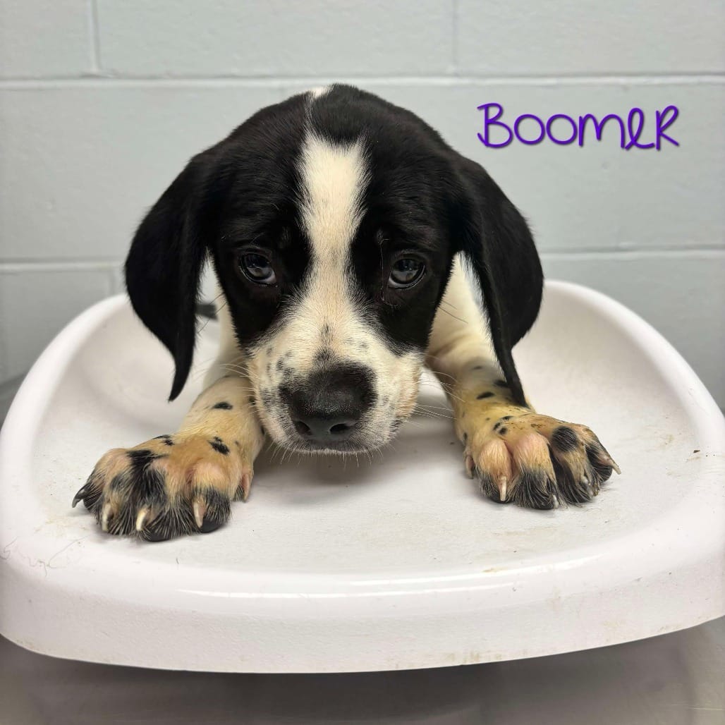 Adopt Boomer Today - Find Paw Pal