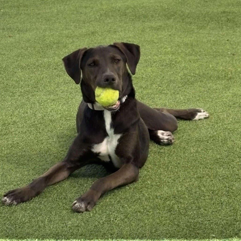 Adopt Franklin - PAWS Today - Find Paw Pal
