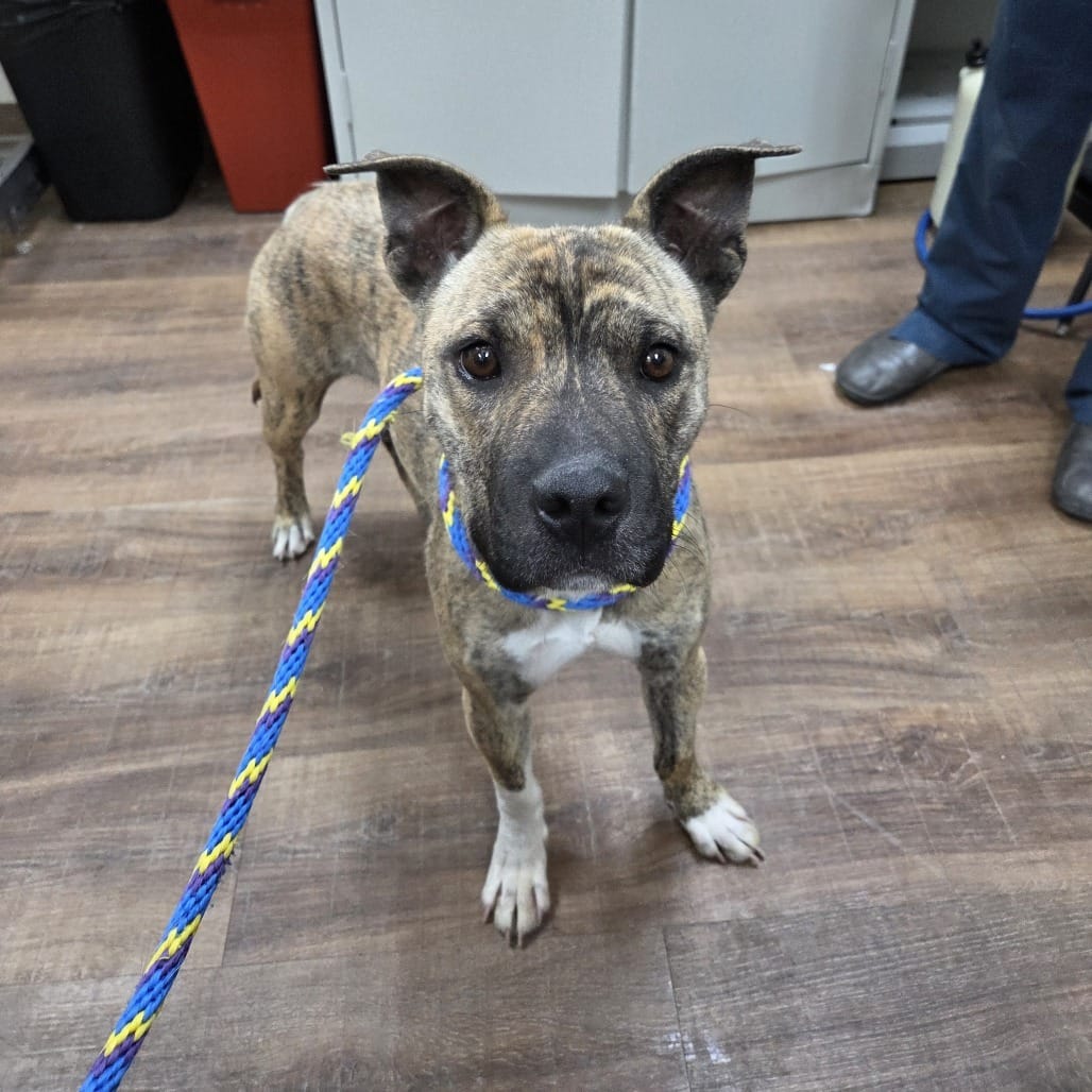 Adopt Anya Today - Find Paw Pal