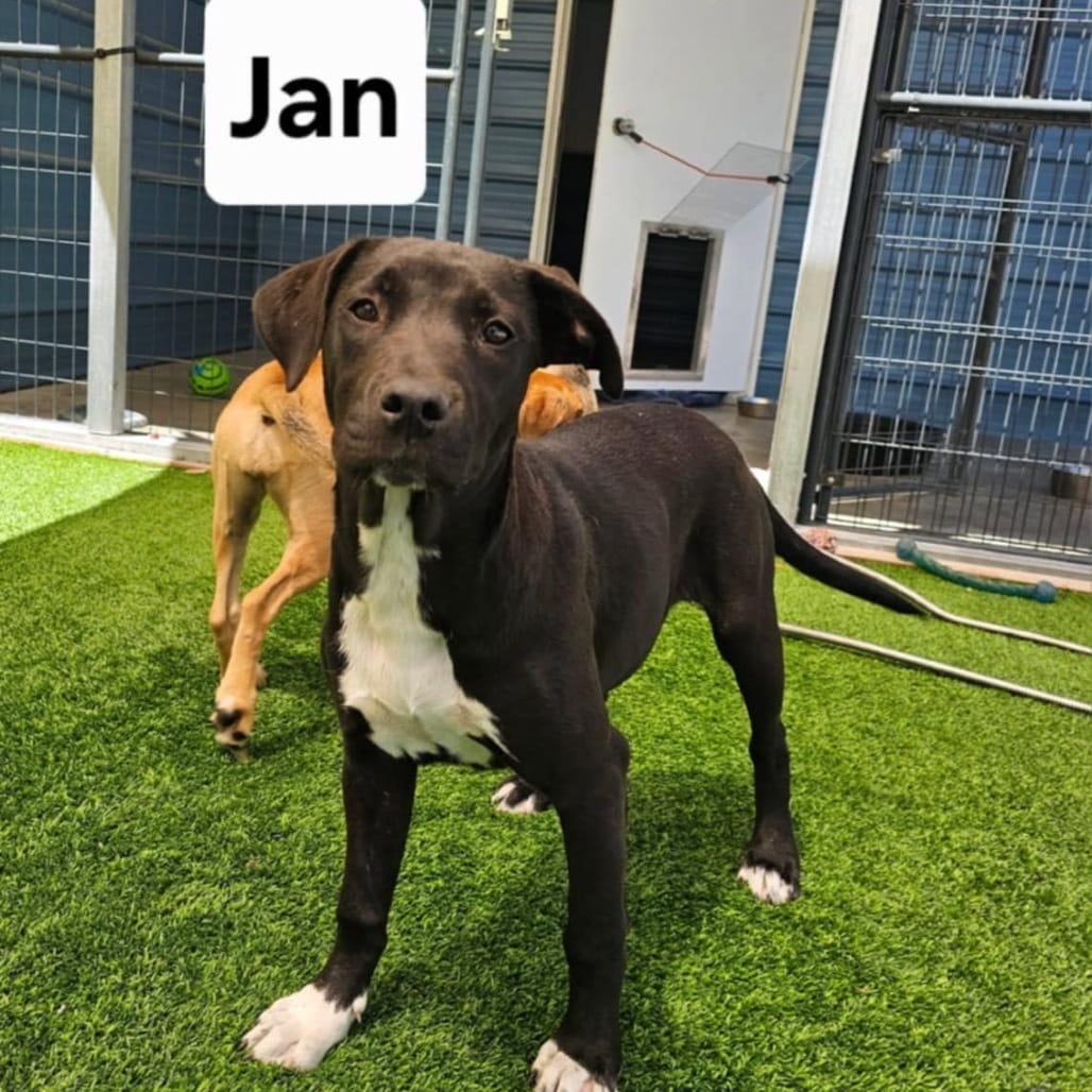 Adopt Jan Today - Find Paw Pal