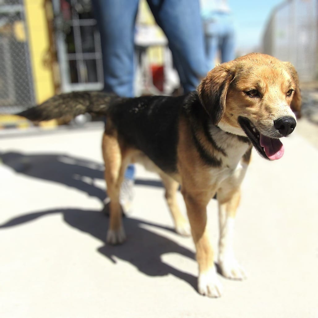 Adopt Buddy Cianci Today - Find Paw Pal