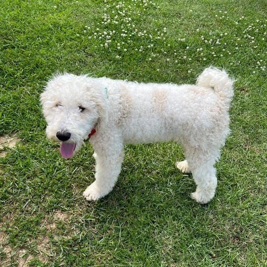 Adopt Q-Tip Today - Find Paw Pal