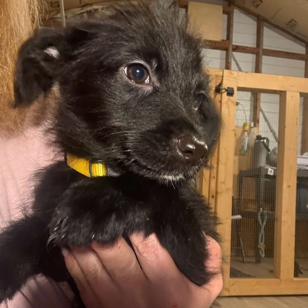 Adopt Odessy Wanderlust Today - Find Paw Pal