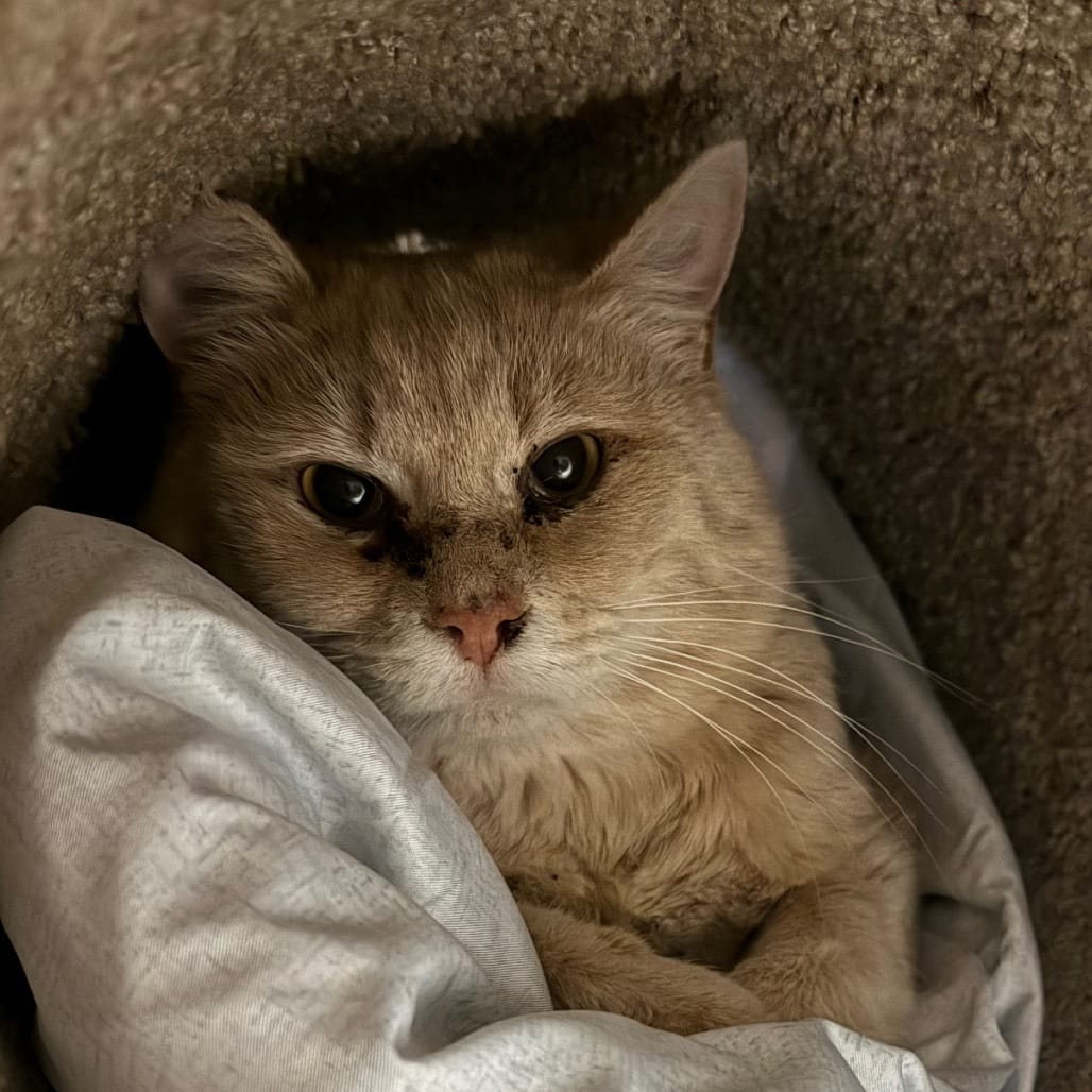 Adopt Garrison - Sweet orange shy boy Today - Find Paw Pal