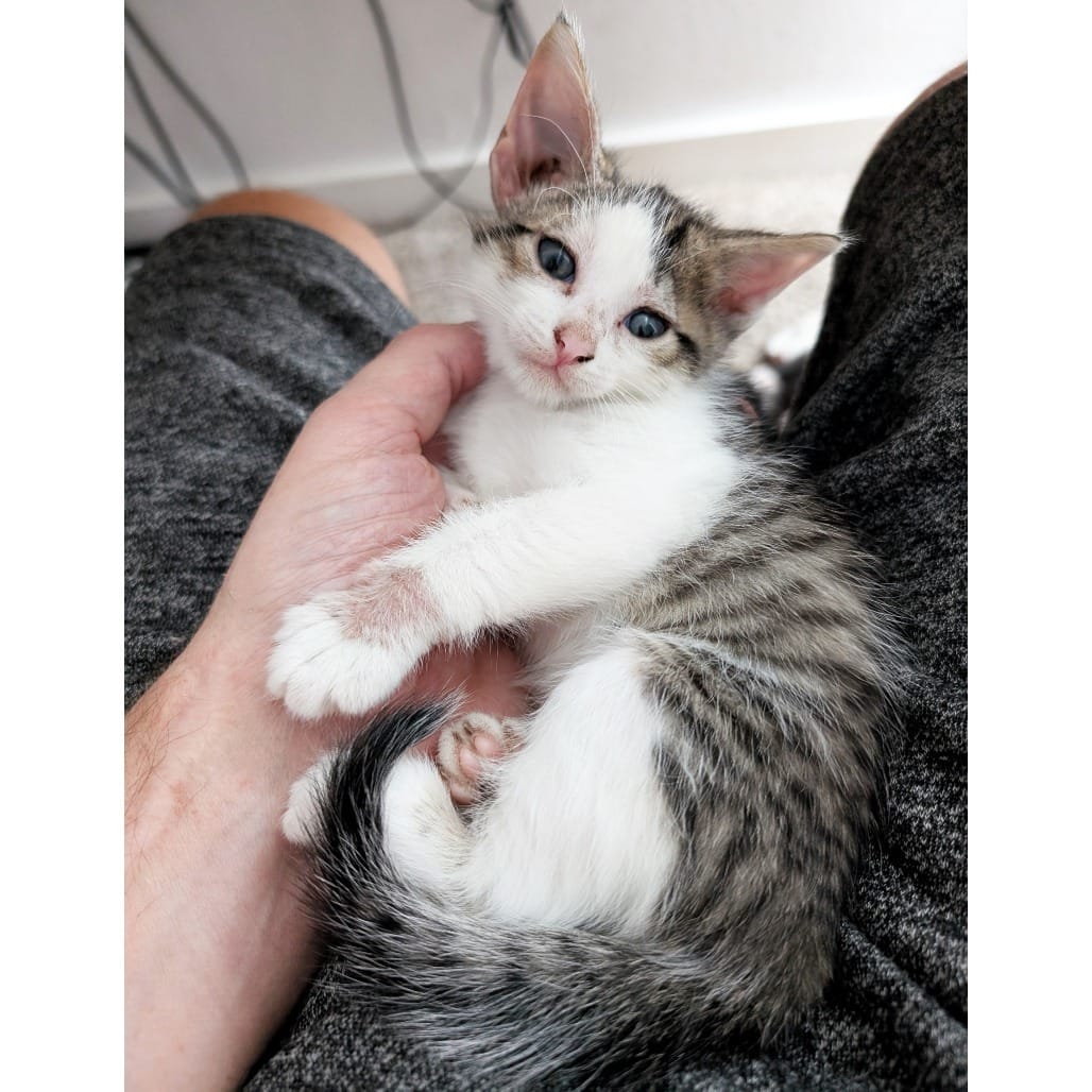 Adopt Umi 4 Today - Find Paw Pal