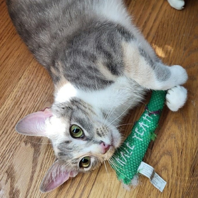 Adopt Fuzzy Today - Find Paw Pal