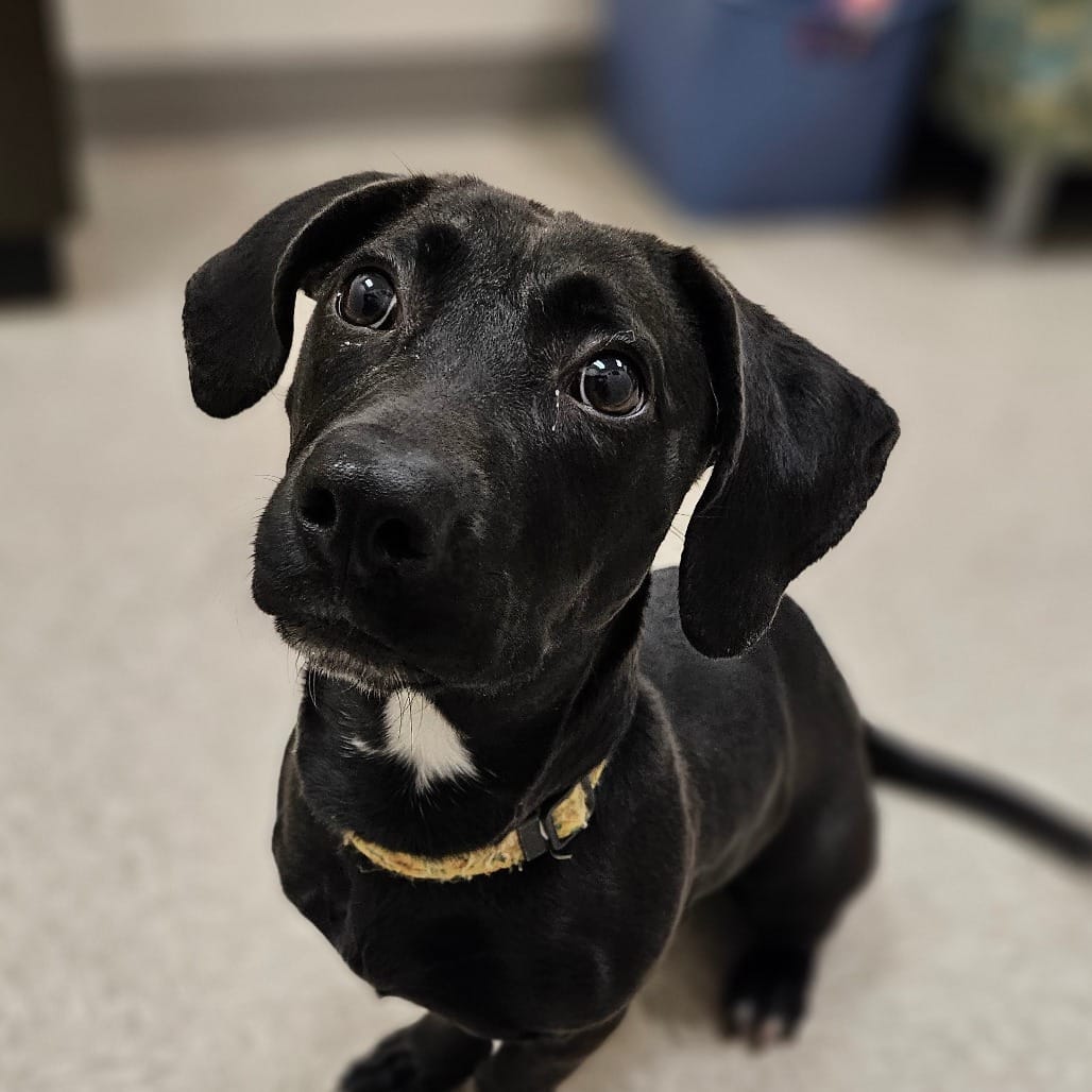 Adopt Bingo Today - Find Paw Pal