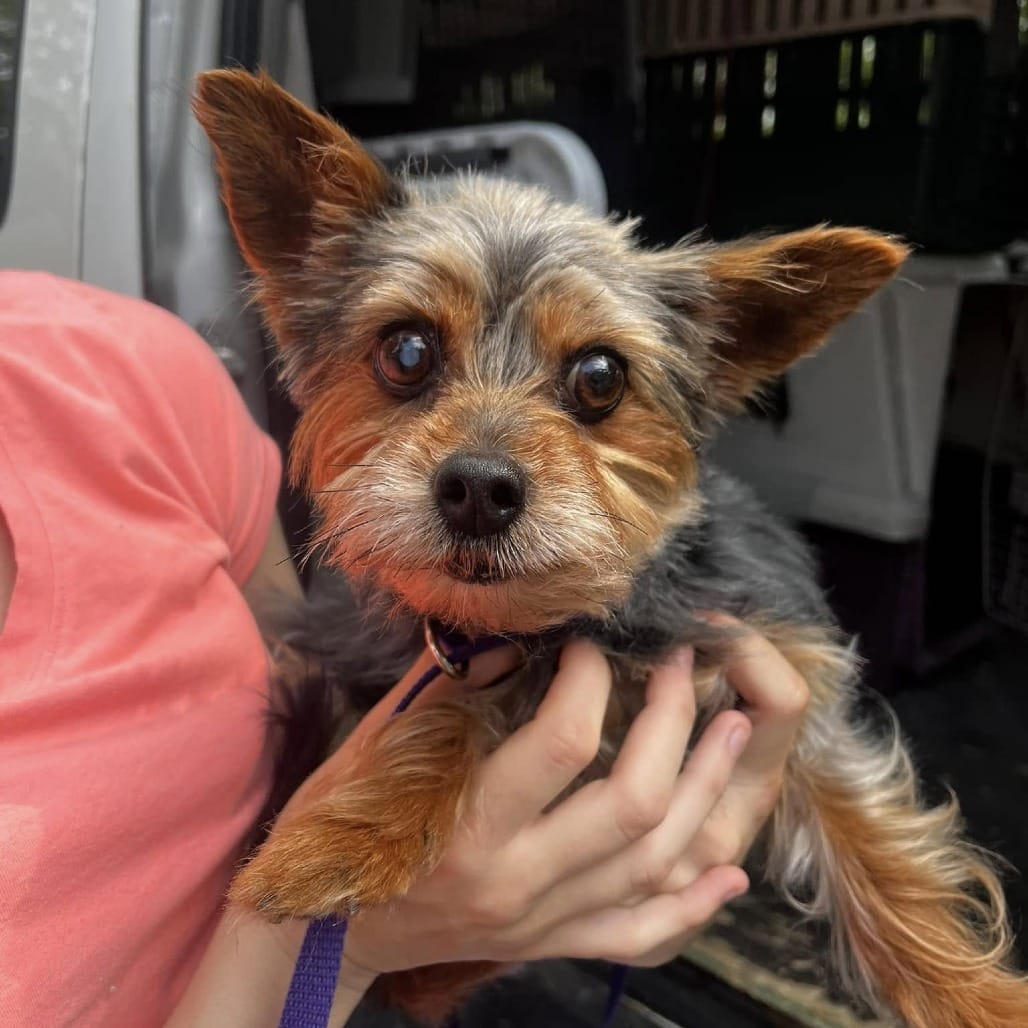 Adopt Myrtle Snow Today - Pets TheCountyOffice