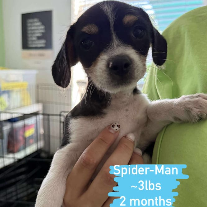 Adopt Spider-Man Today - Find Paw Pal
