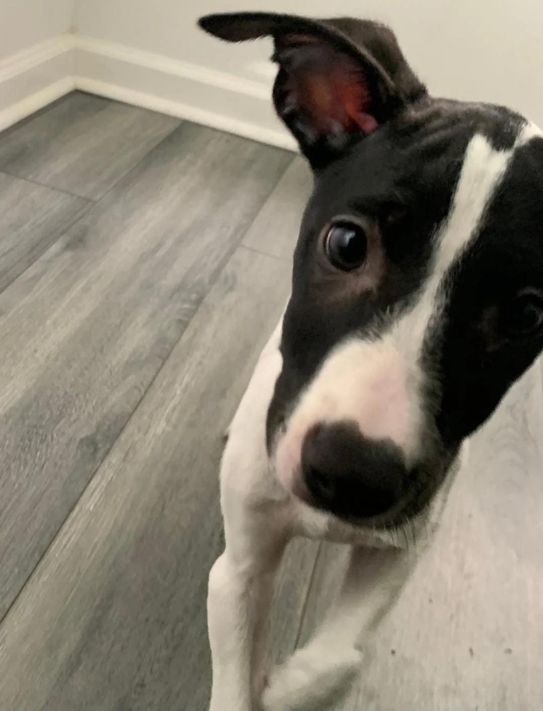 Adopt Duke - coming to Maine! Today - Find Paw Pal