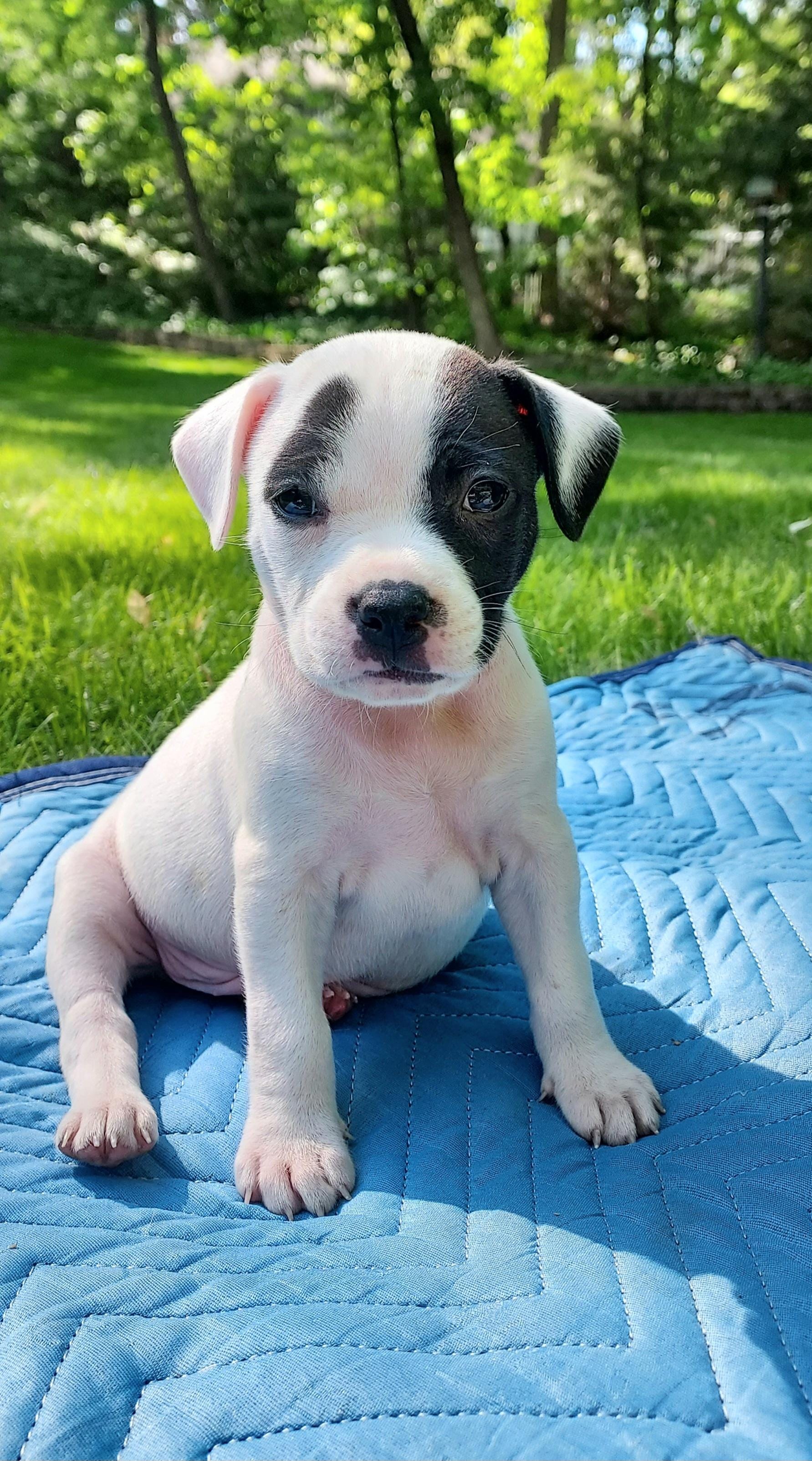 Adopt Stuart Today - Find Paw Pal