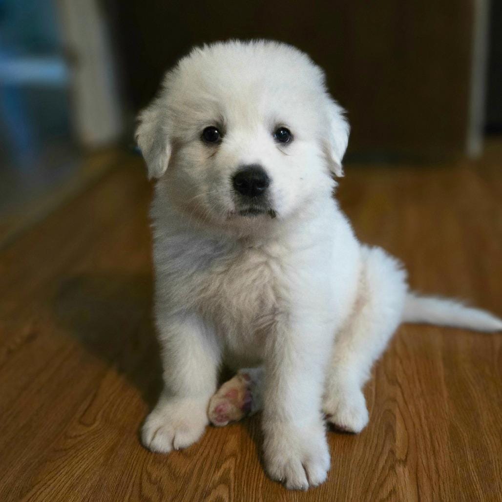 Adopt Casper Today - Find Paw Pal